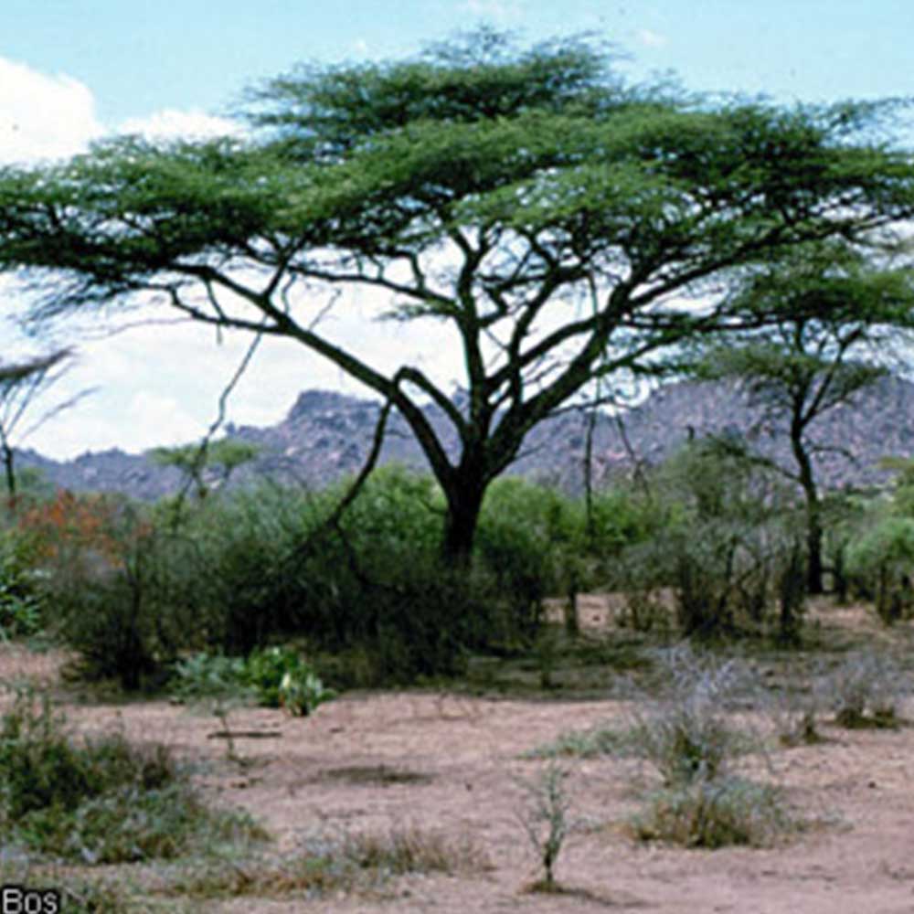 Our Tree Planting | The Powder Shampoo