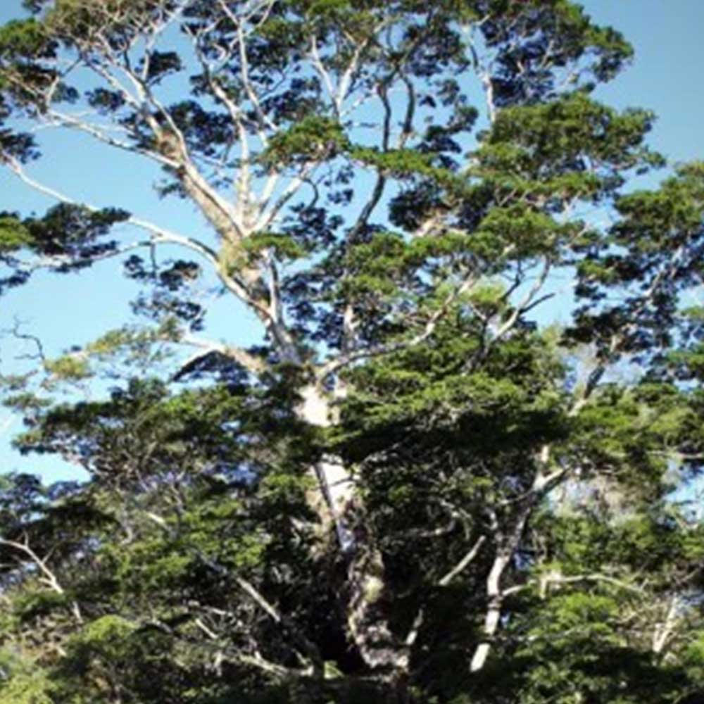 Our Tree Planting | The Powder Shampoo
