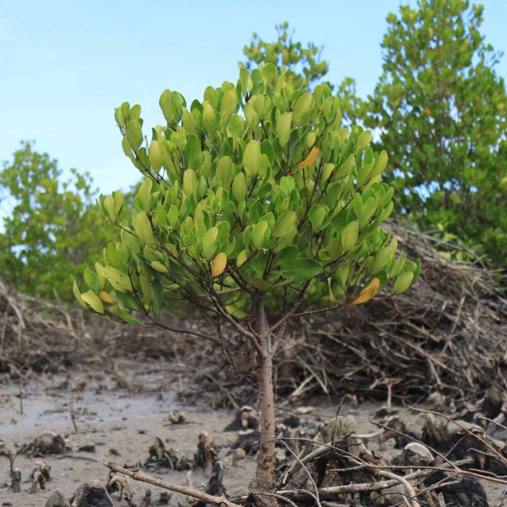 Our Tree Planting | The Powder Shampoo